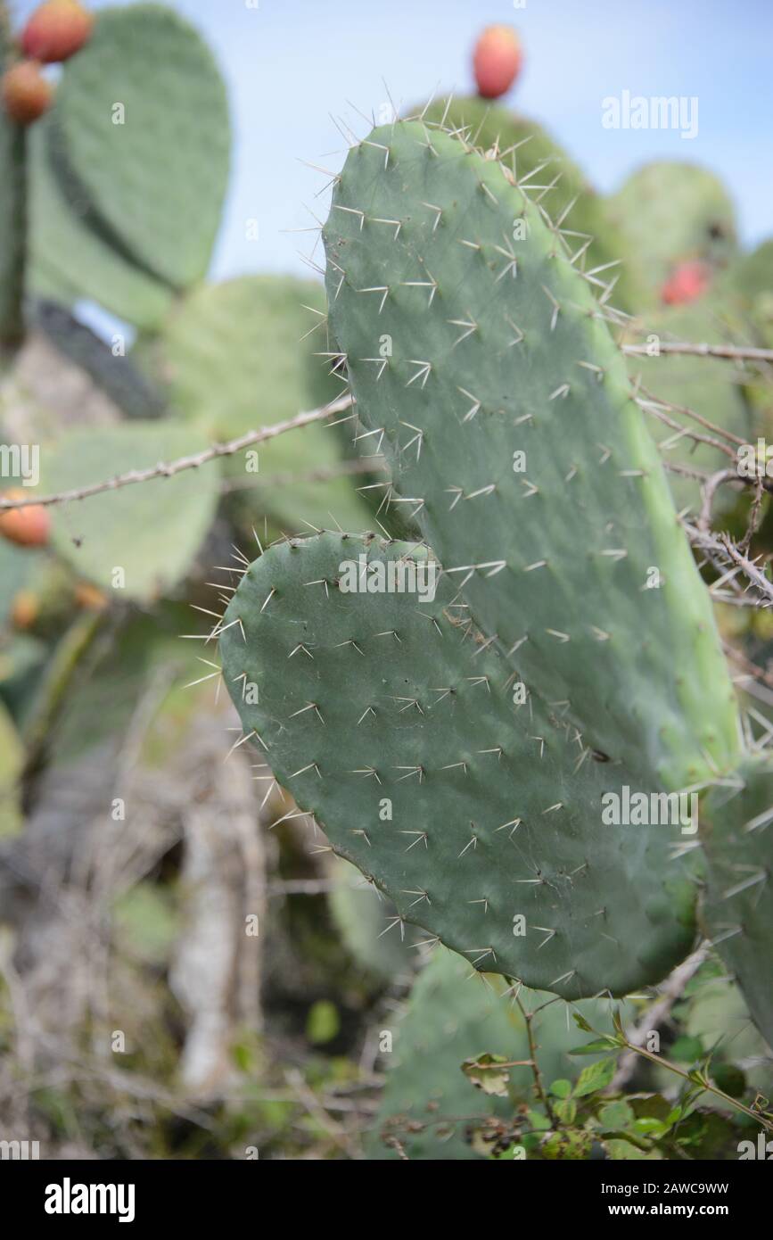 Optuna cactus growing in Sardinia, showing ripe fruittuna (fruit), also ...