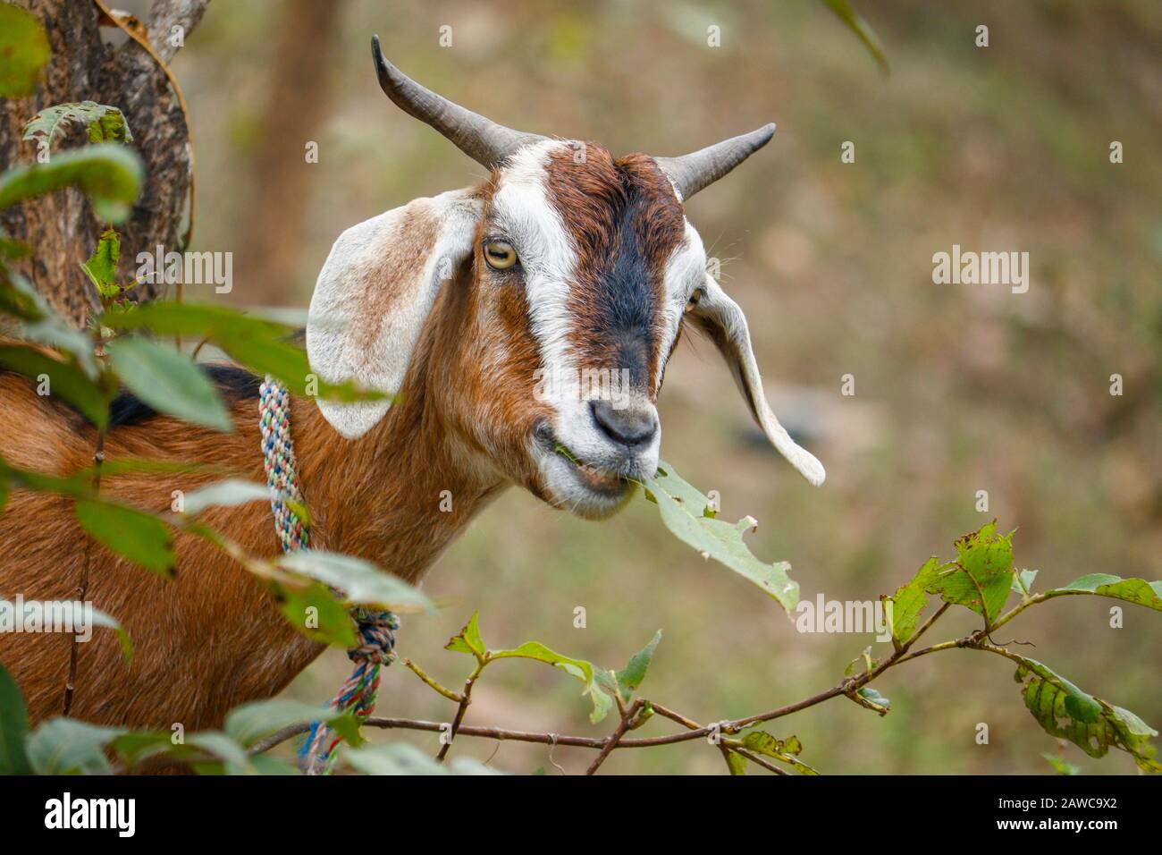 Goat eating leaf hi-res stock photography and images - Alamy