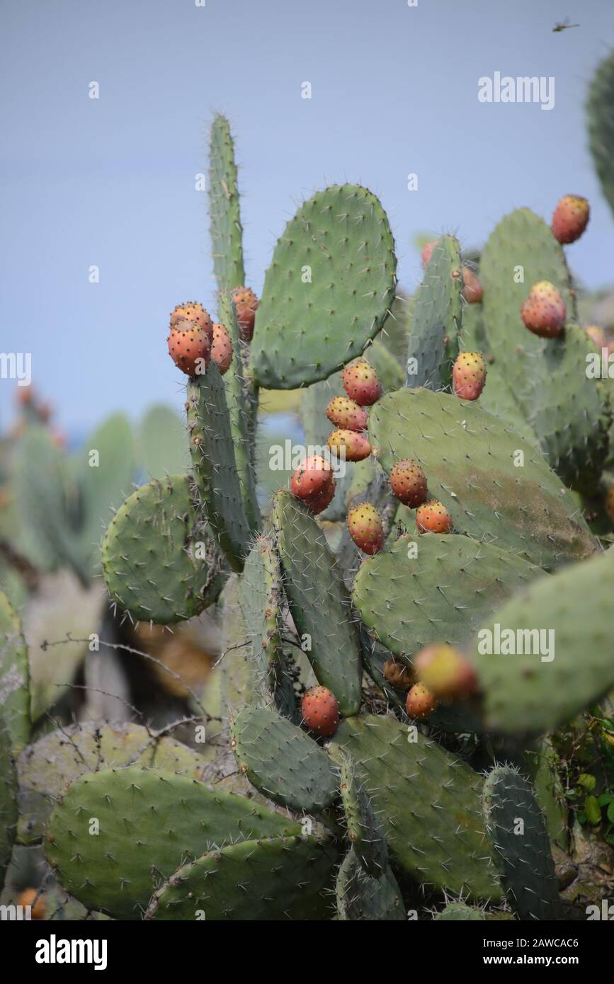Optuna cactus growing in Sardinia, showing ripe fruittuna (fruit), also ...