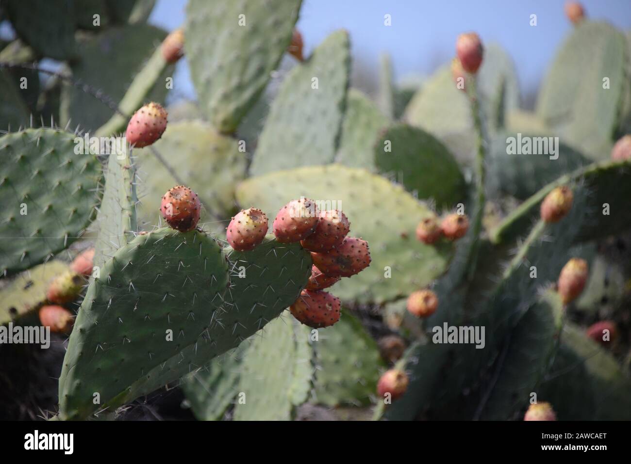 Optuna cactus growing in Sardinia, showing ripe fruittuna (fruit), also ...