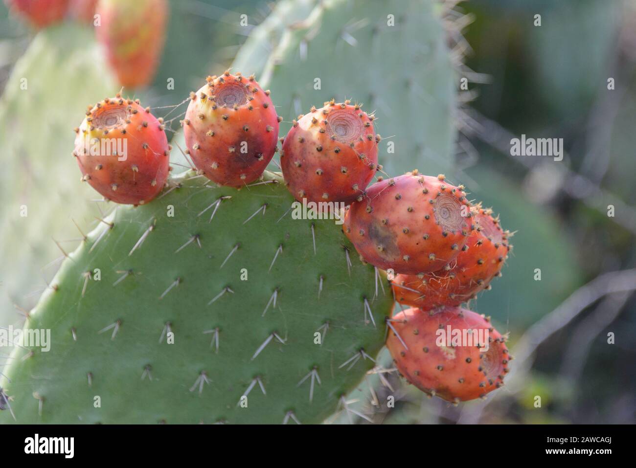 Optuna cactus growing in Sardinia, showing ripe fruittuna (fruit), also ...
