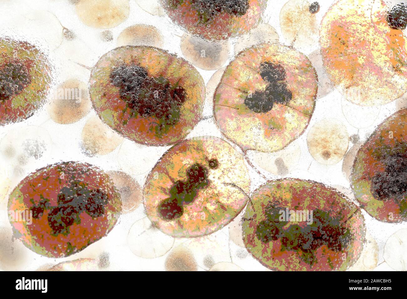 Honesty seeds, Lunaria annua Stock Photo - Alamy