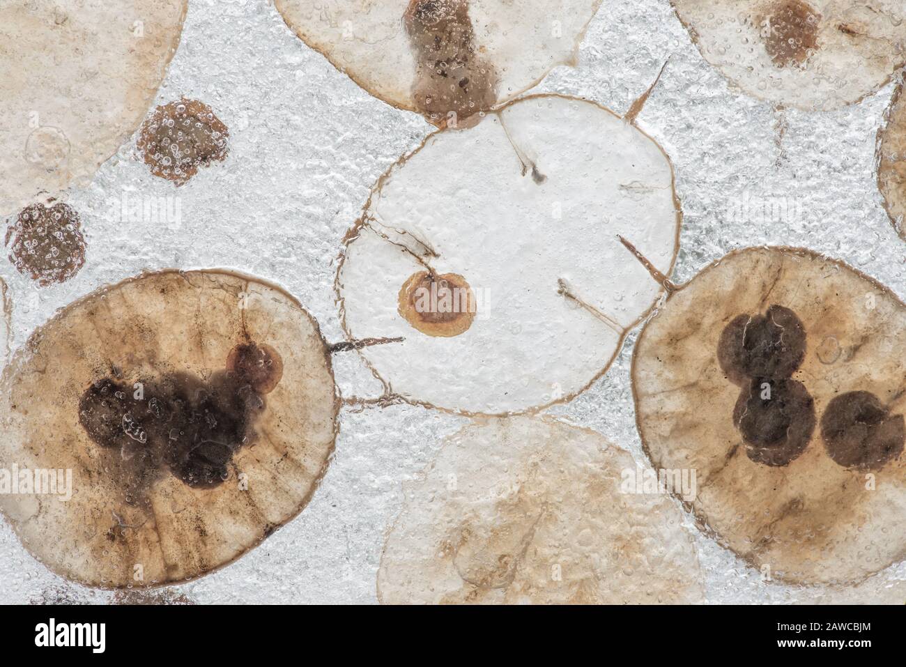 Honesty seeds, Lunaria annua Stock Photo - Alamy