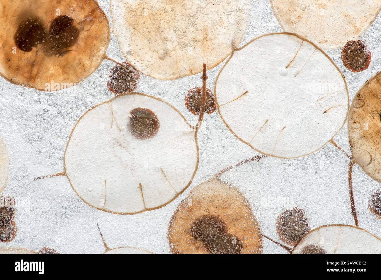 Honesty seeds, Lunaria annua Stock Photo - Alamy