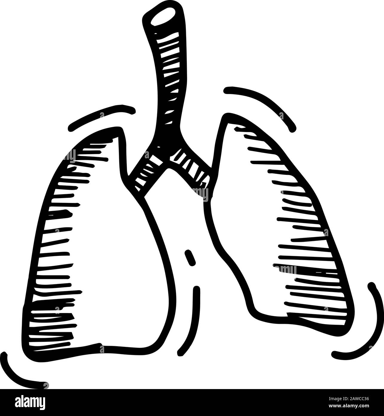 Human organ lungs in hand drawn doodle style isolated on white ...