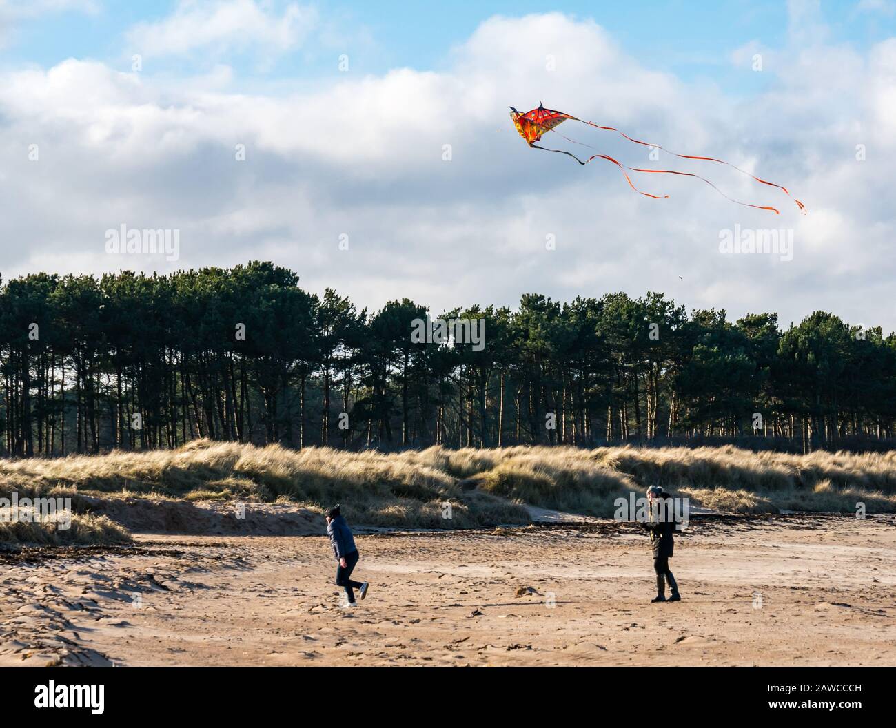 Windy weather trees hi-res stock photography and images - Alamy