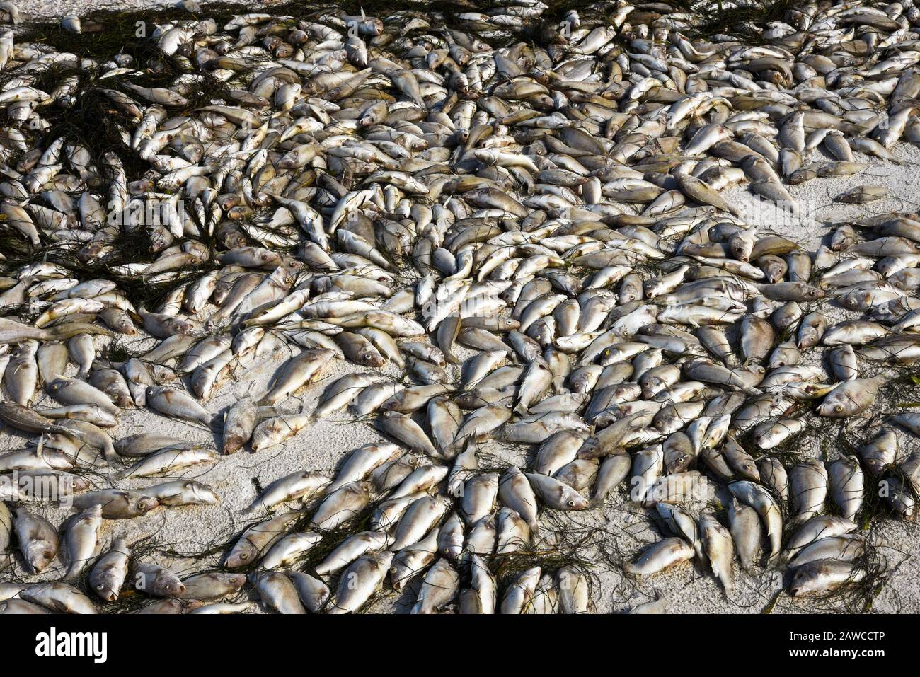 Red Tide: Beach covered with dead fish killed by the bloom of toxic red ...
