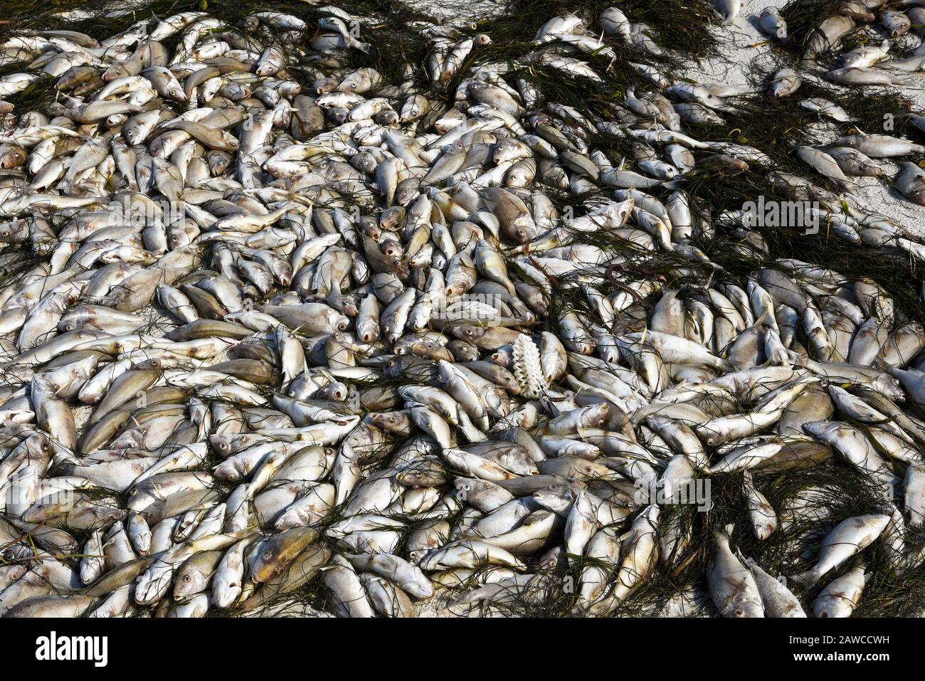 Red Tide: Beach covered with dead fish killed by the bloom of toxic red ...