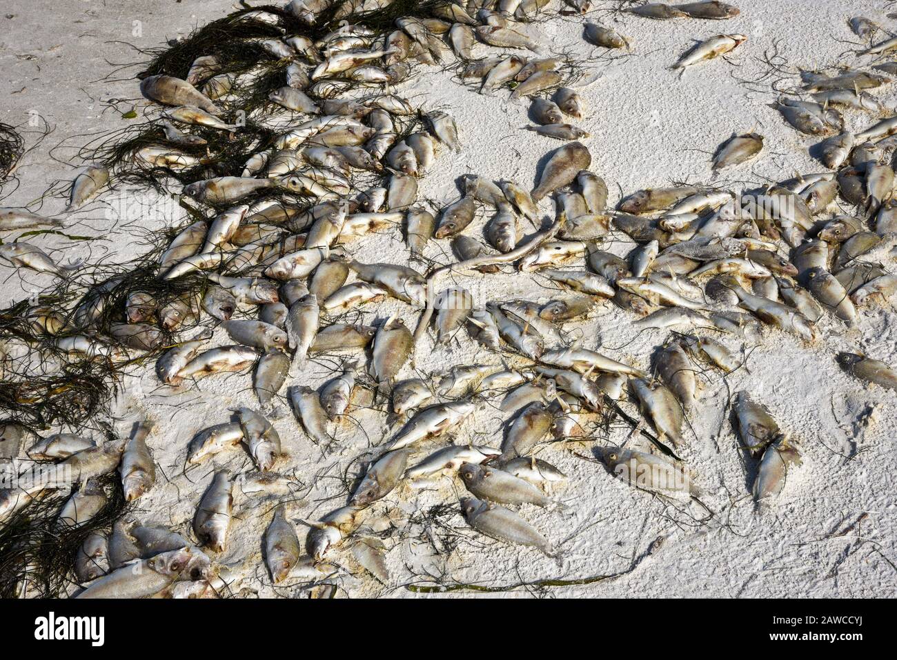 Algae bloom fish hi-res stock photography and images - Alamy