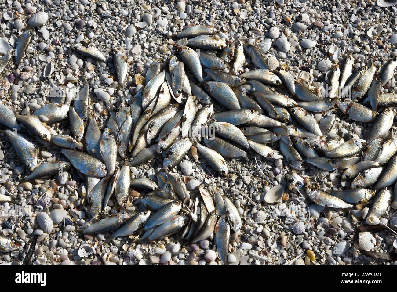 Red Tide: Beach covered with dead fish killed by the bloom of toxic red ...