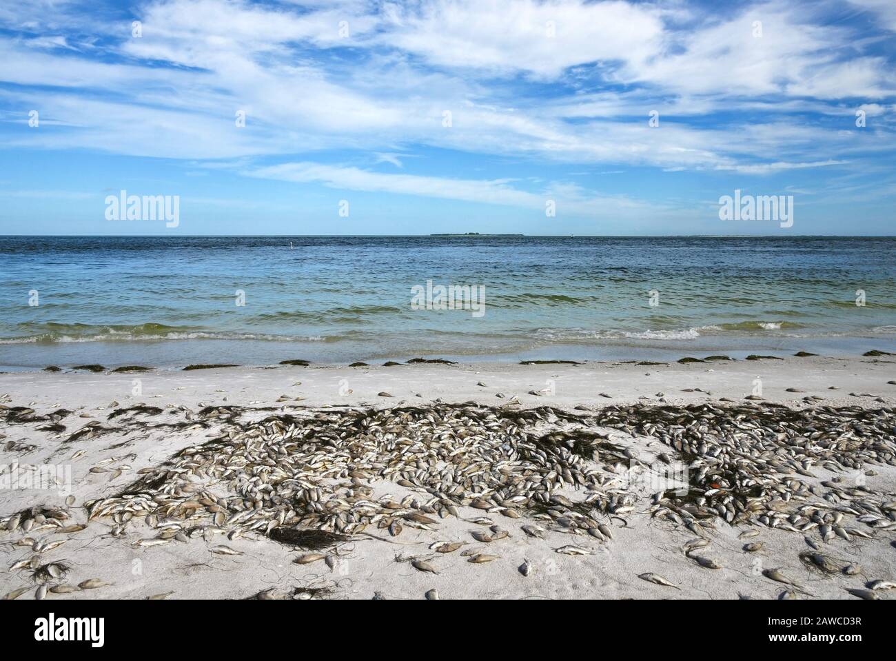 Red tide algae bloom florida hi-res stock photography and images - Alamy
