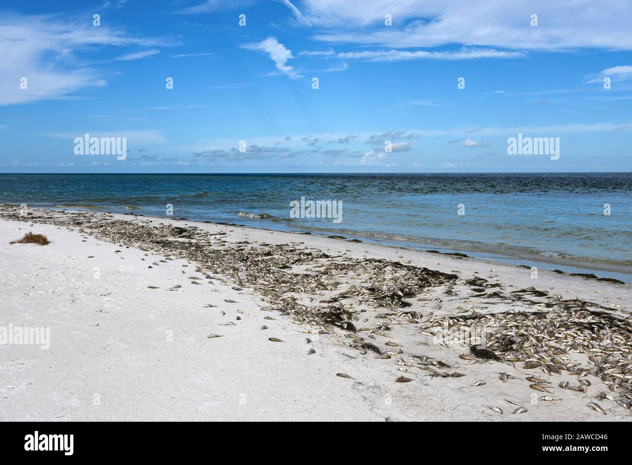 Red Tide: Beach covered with dead fish killed by the bloom of toxic red ...