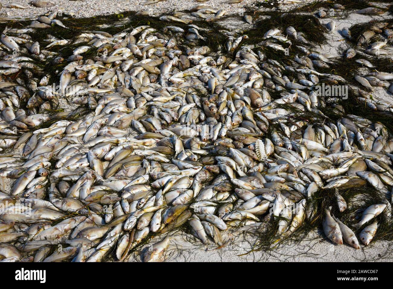 Red Tide: Beach covered with dead fish killed by the bloom of toxic red ...