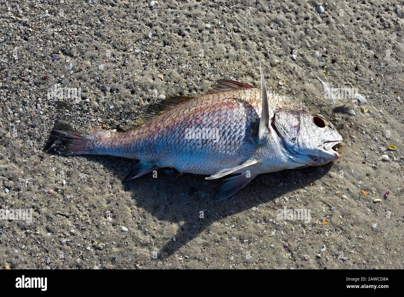 Fish kill gulf of mexico hi-res stock photography and images - Alamy