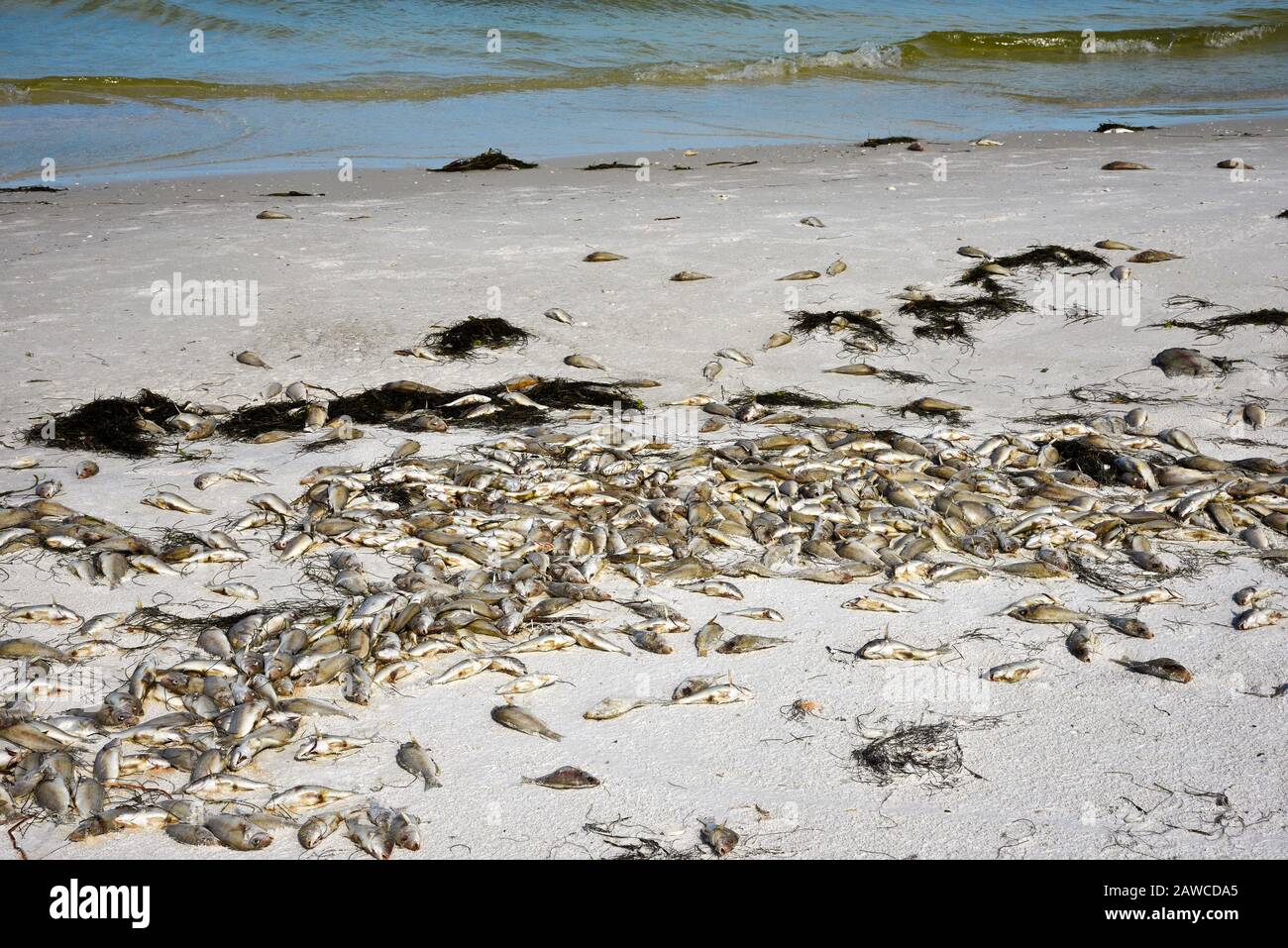 Red Tide: Beach covered with dead fish killed by the bloom of toxic red ...
