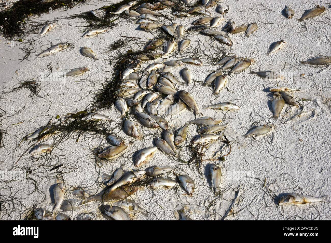 An Algal Bloom In A Dead Fish