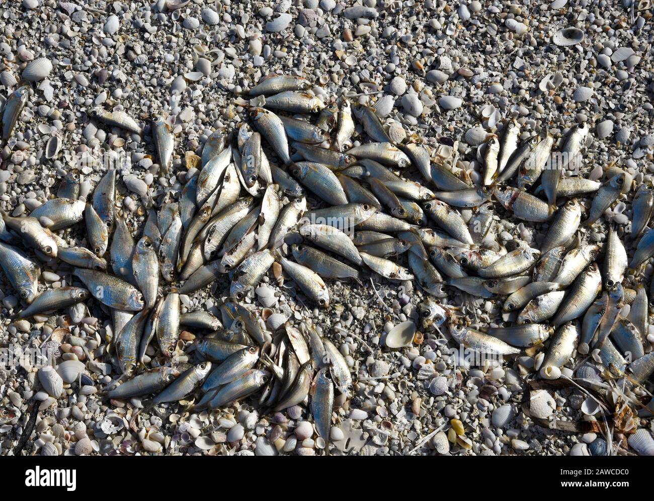 Dead Fish Algae High Resolution Stock Photography and Images - Alamy