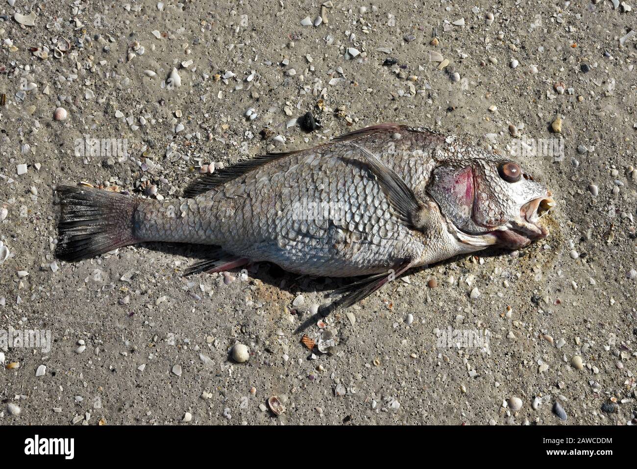 Dead fish laying on the beach killed by Red Tide in Gulf of Mexico ...