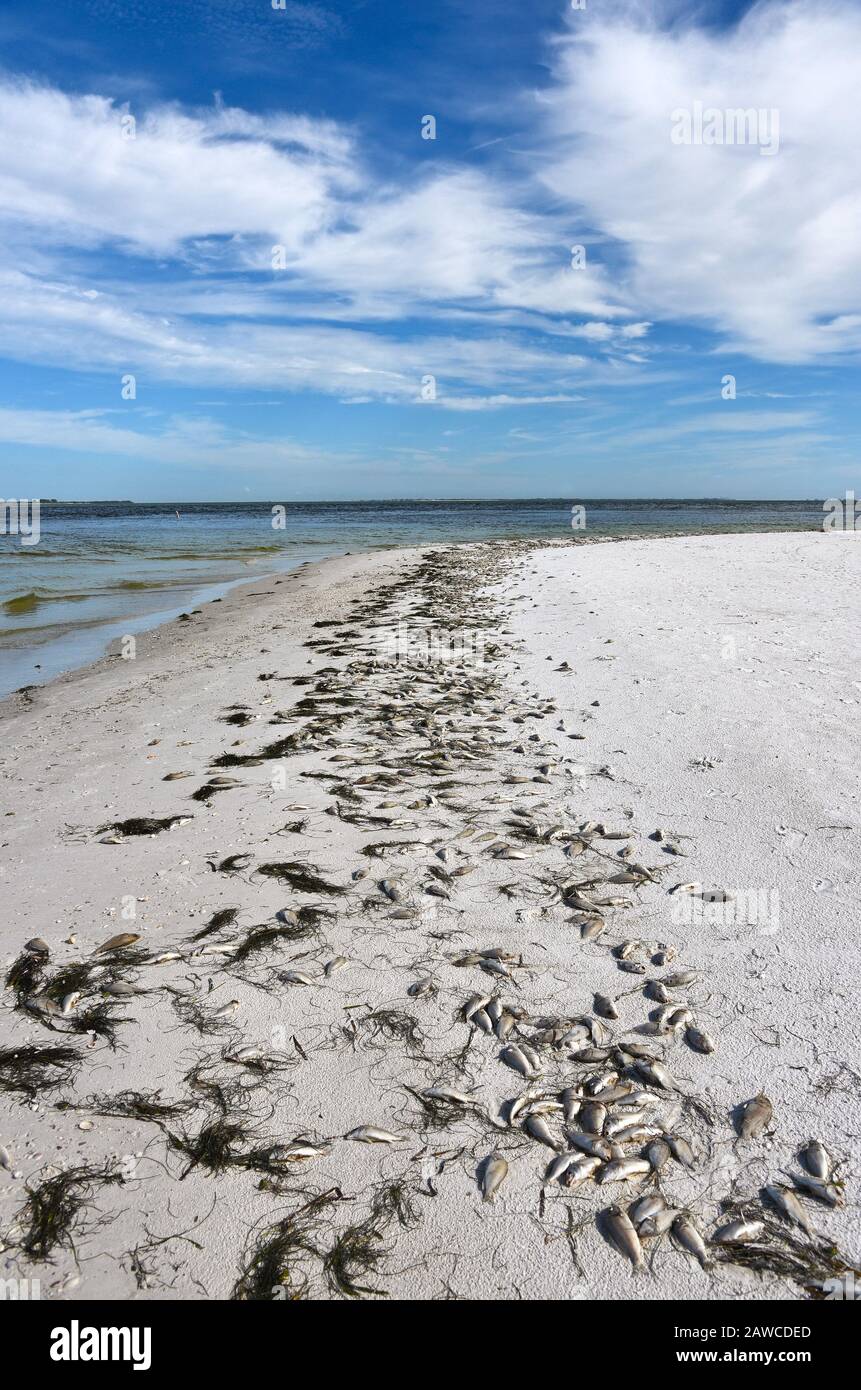 Red Tide: Beach covered with dead fish killed by the bloom of toxic red ...