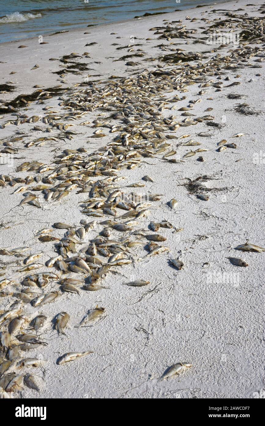 Red Tide: Beach covered with dead fish killed by the bloom of toxic red ...