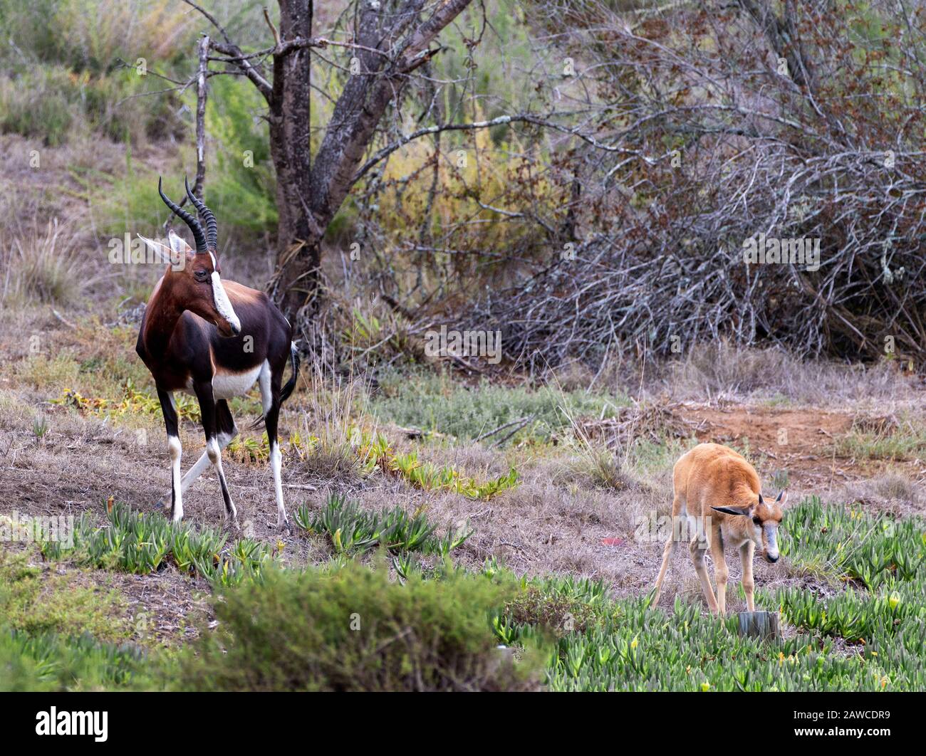 Bontebok with young in the Bontebok National Park, Swellendam, Western ...