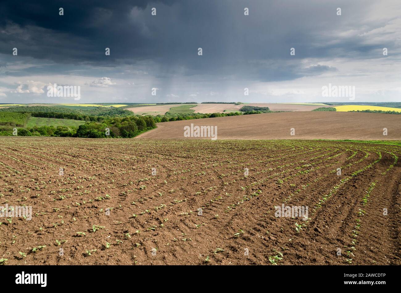 Grain field in storm hi-res stock photography and images - Alamy