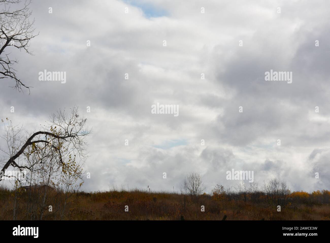 Single tree against dark sky hi-res stock photography and images - Alamy