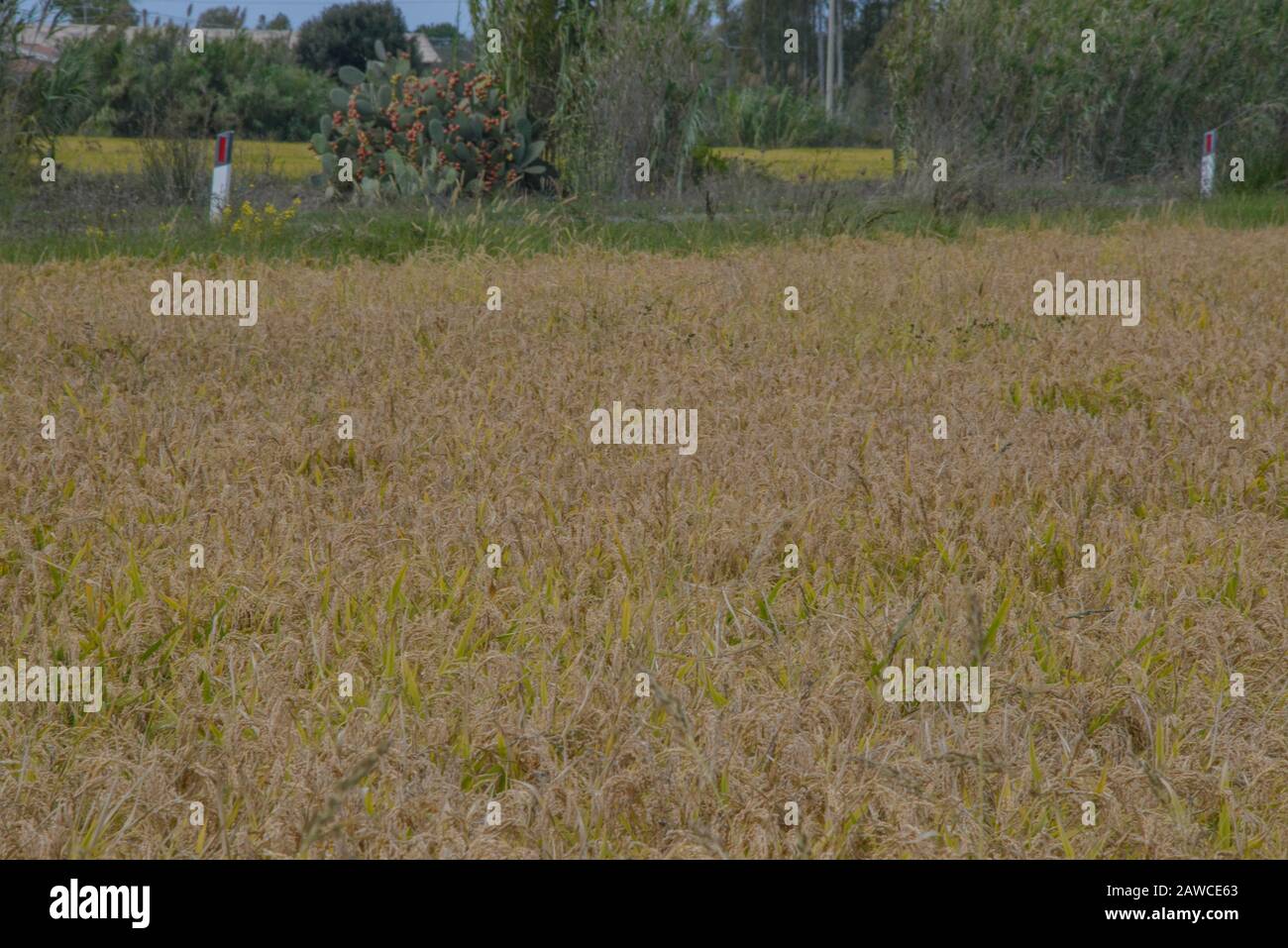 Rice fields in Sardinia, italy Stock Photo - Alamy