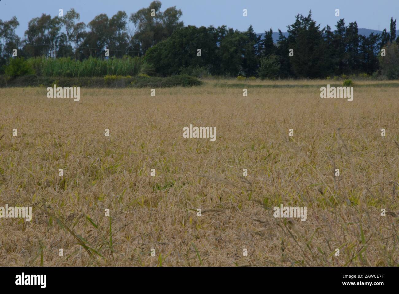 Rice fields in Sardinia, italy Stock Photo - Alamy