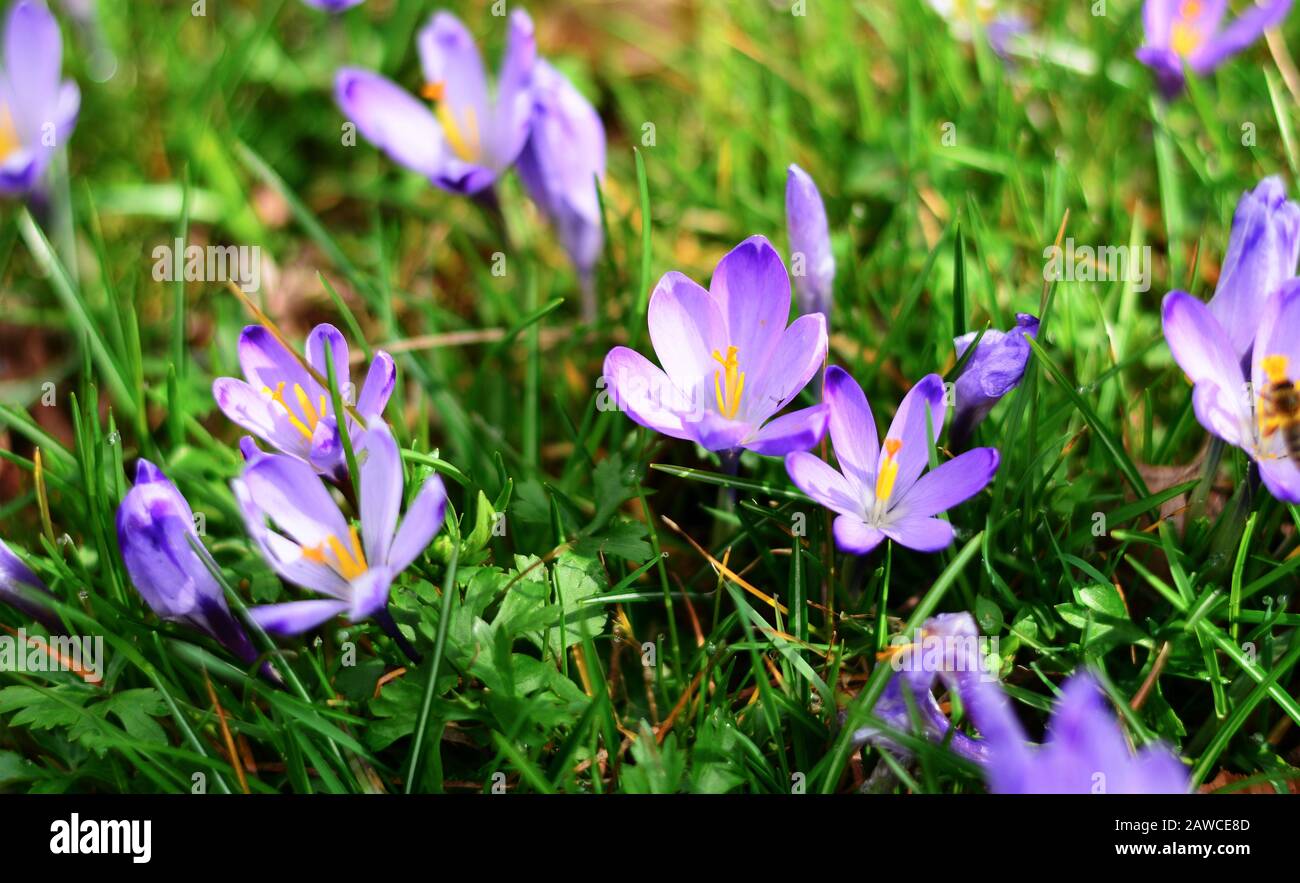 the color of the meadows in spring Stock Photo - Alamy
