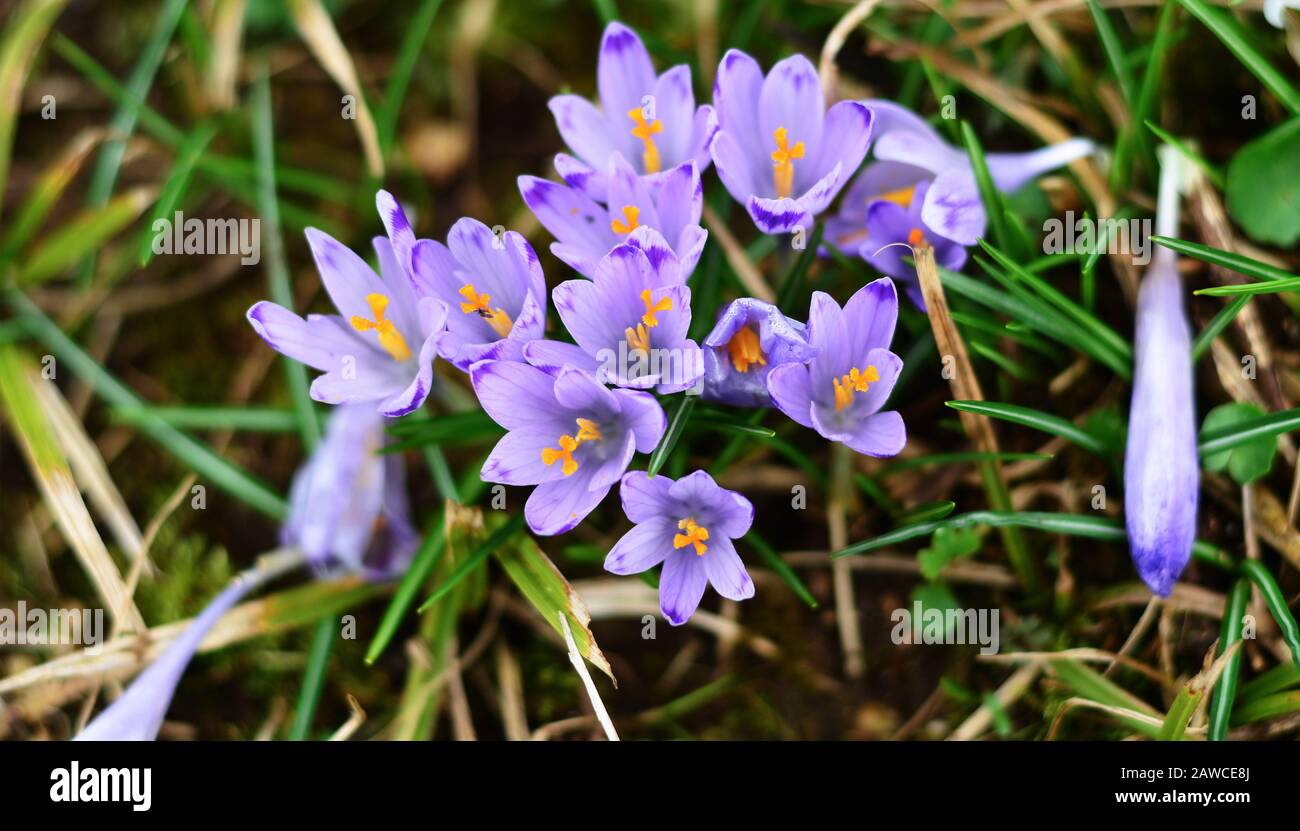 violets bloom in spring Stock Photo - Alamy