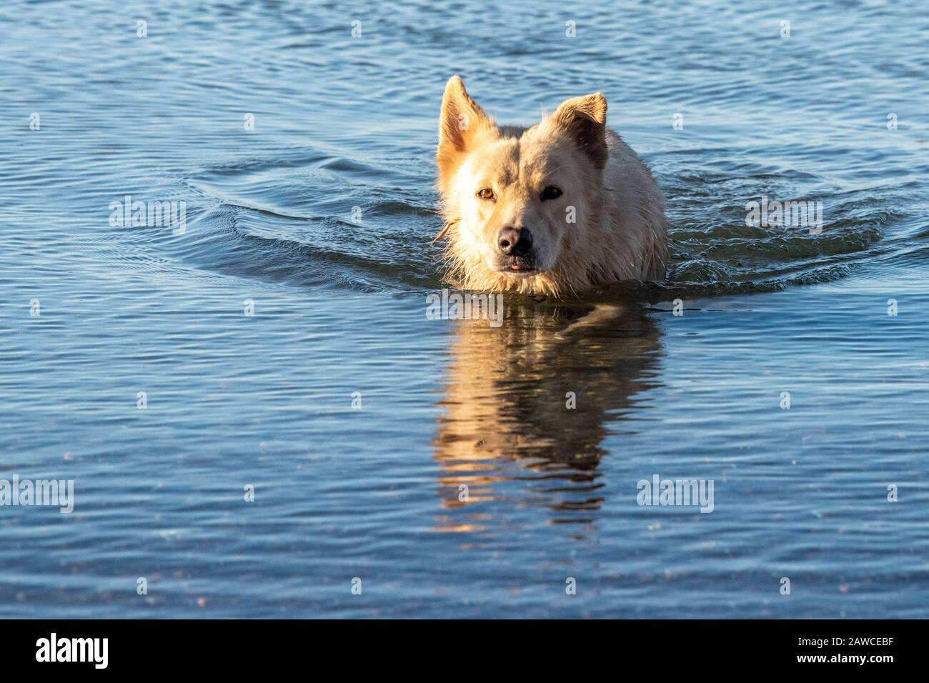 white wolf dog close up portrait in ocean waves background Stock Photo ...
