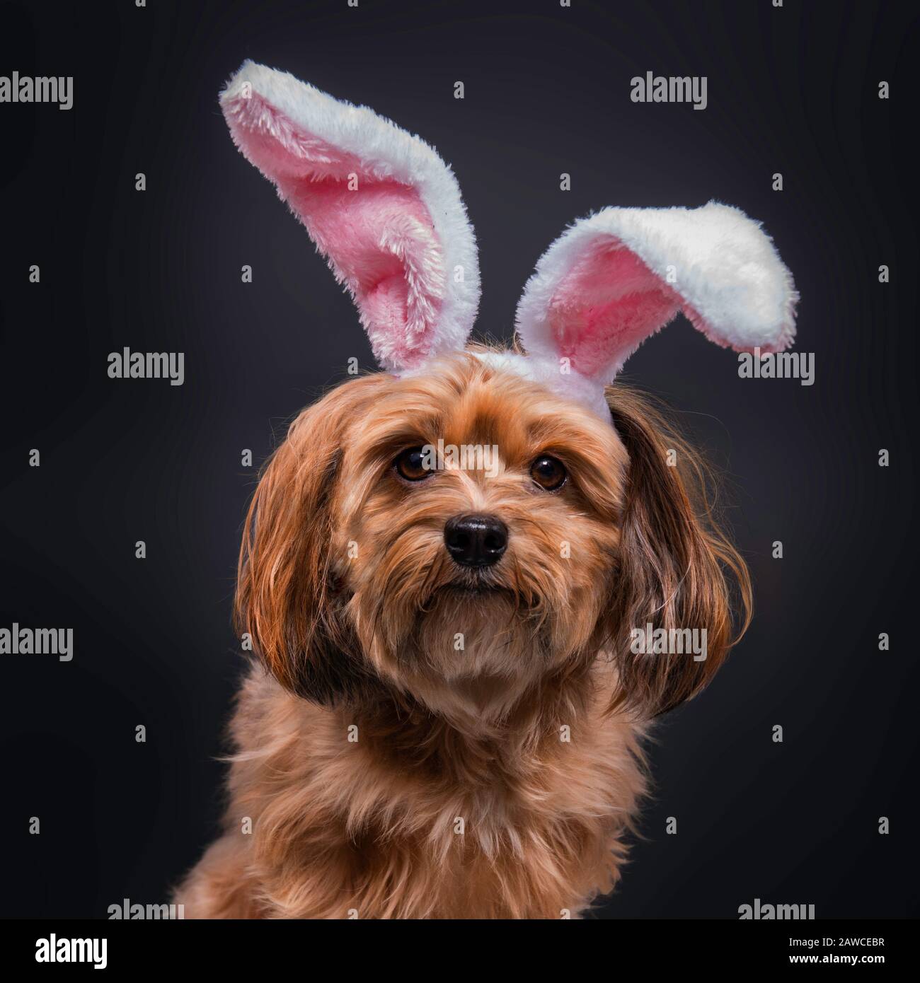 cute little dog with pink and white bunny ears Stock Photo - Alamy