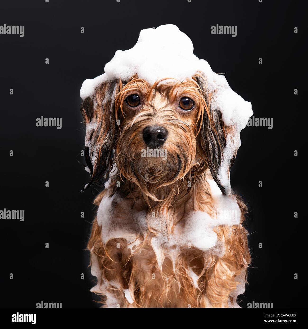 cute little dog with bubbly shampoo on her head and body Stock Photo ...