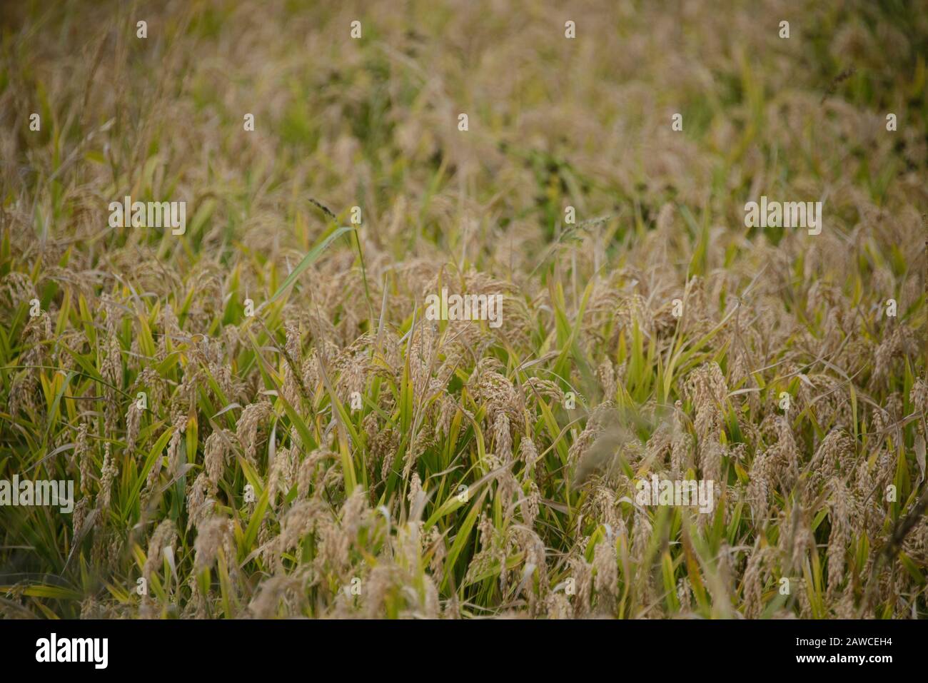 Rice fields in Sardinia, italy Stock Photo - Alamy