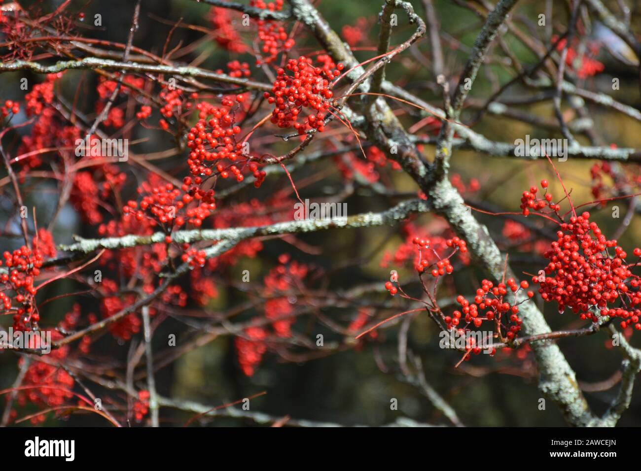 birch tree with colourful autumn branches Stock Photo - Alamy