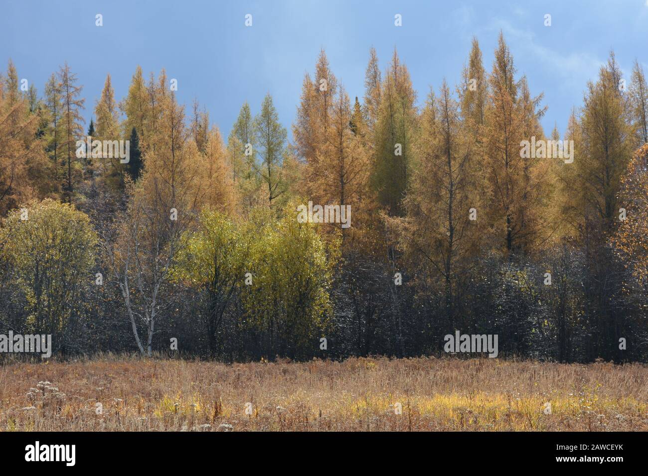 Brown and gold autumn farm fields in Northern Ontario Stock Photo - Alamy