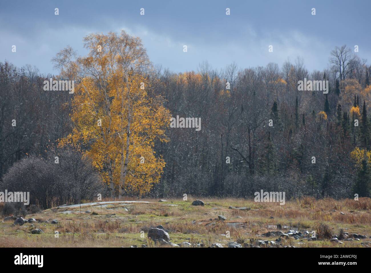 Northern gold fields hi-res stock photography and images - Alamy