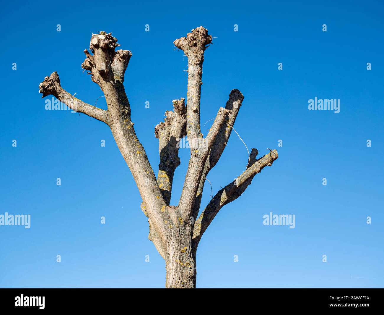 Tree hedge pruning waste hi-res stock photography and images - Alamy