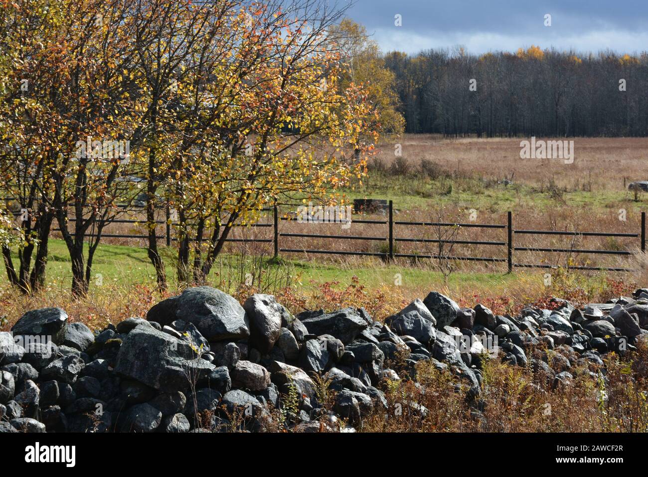 Northern gold fields hi-res stock photography and images - Alamy
