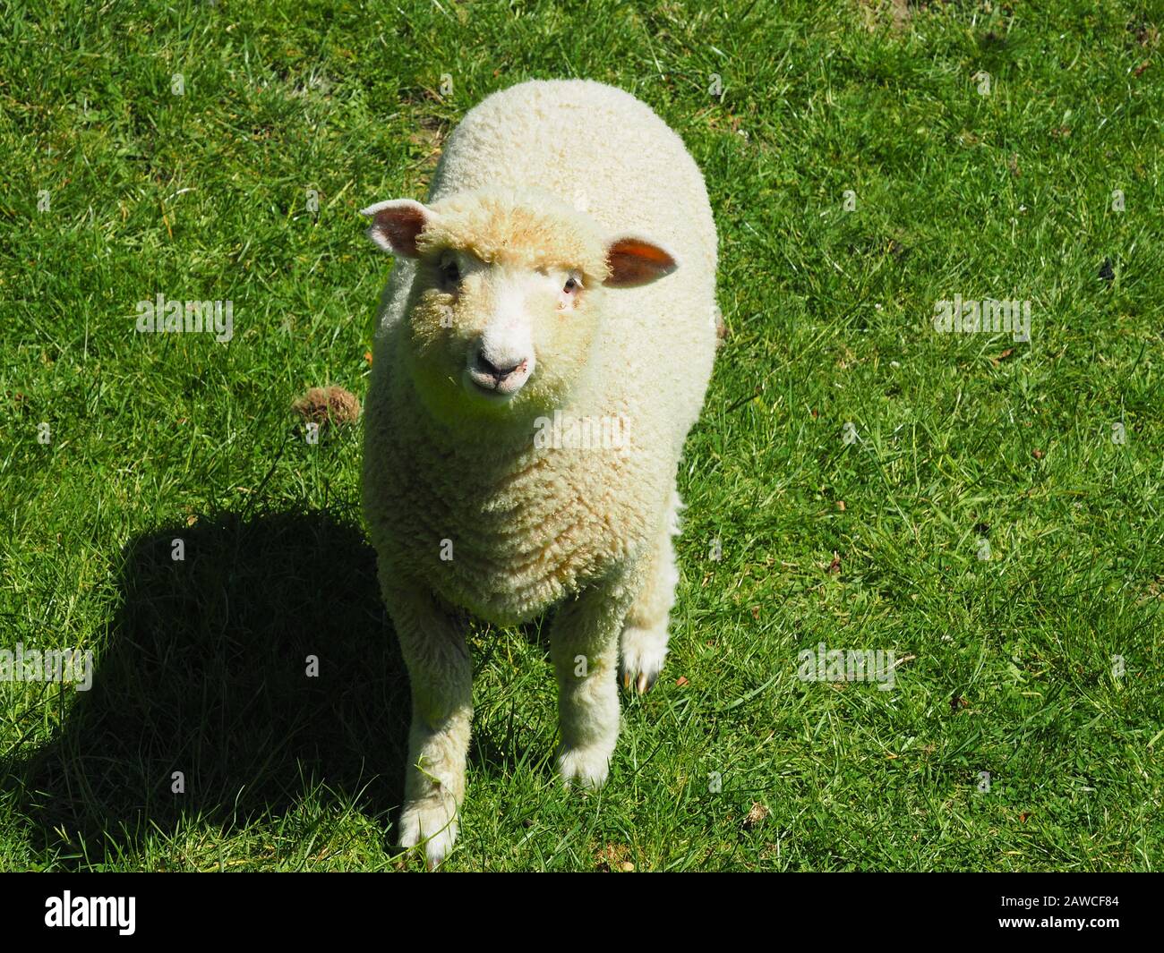 Cute sheep is cute - taken in Hobbiton Stock Photo - Alamy