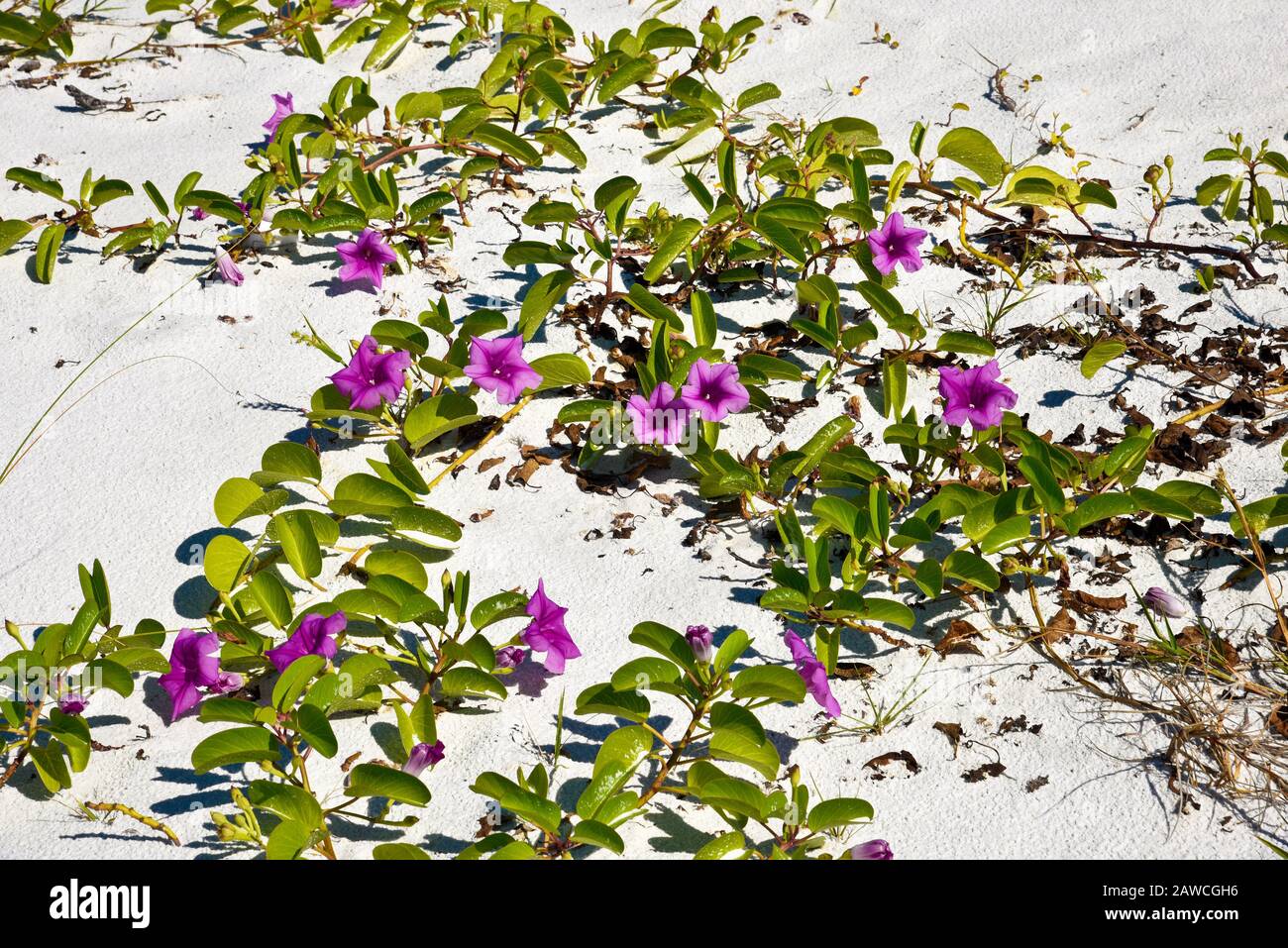 A Beach Morning Glory Railroad Vine growing on the Beach Stock Photo ...