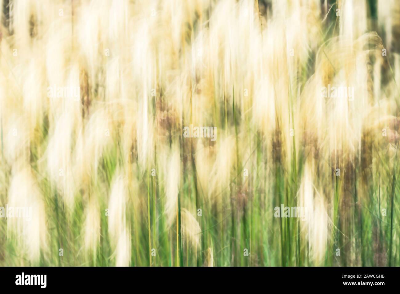 Abstract of reed plants Stock Photo - Alamy