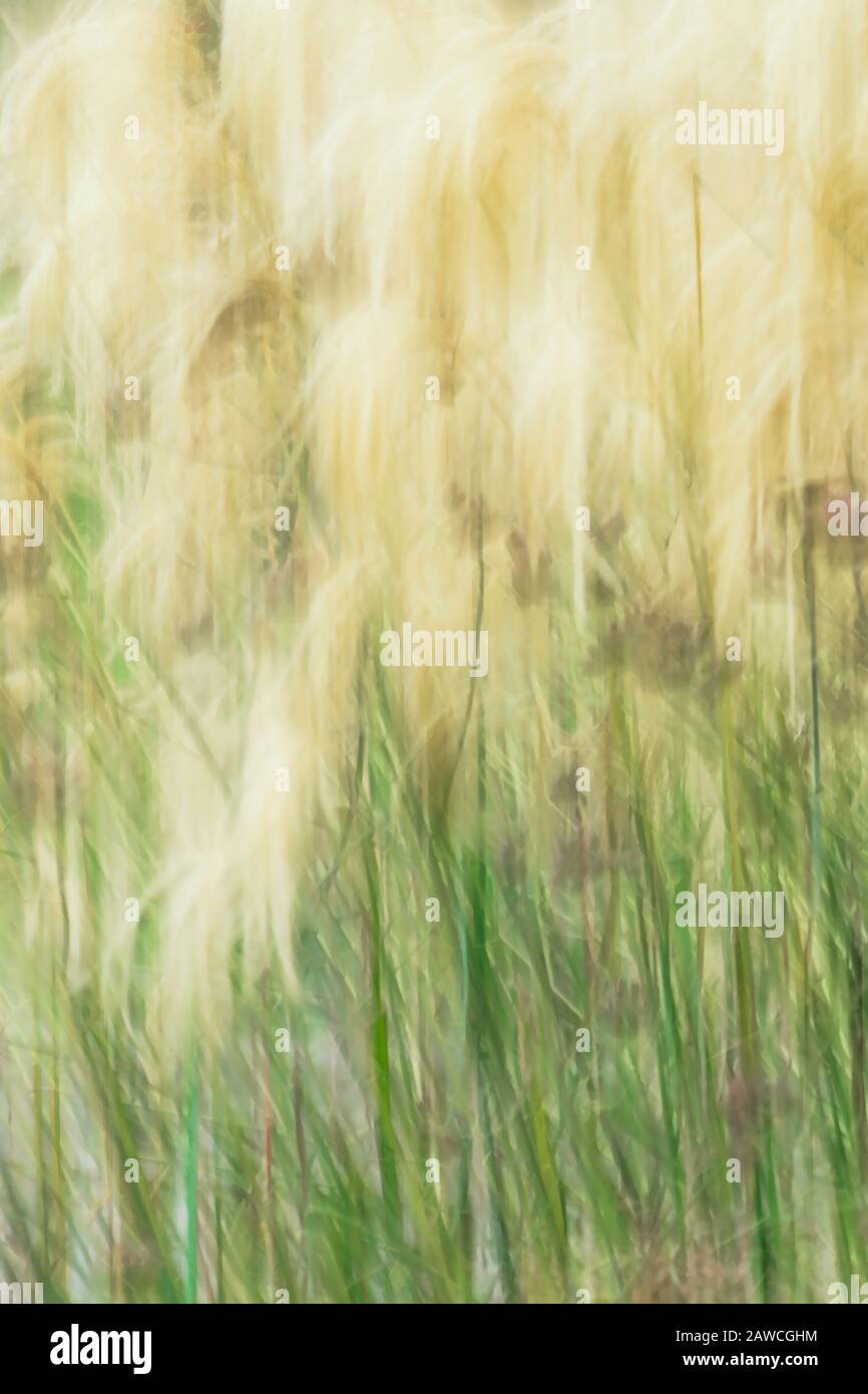 Grass Reed Brushes High Resolution Stock Photography and Images - Alamy