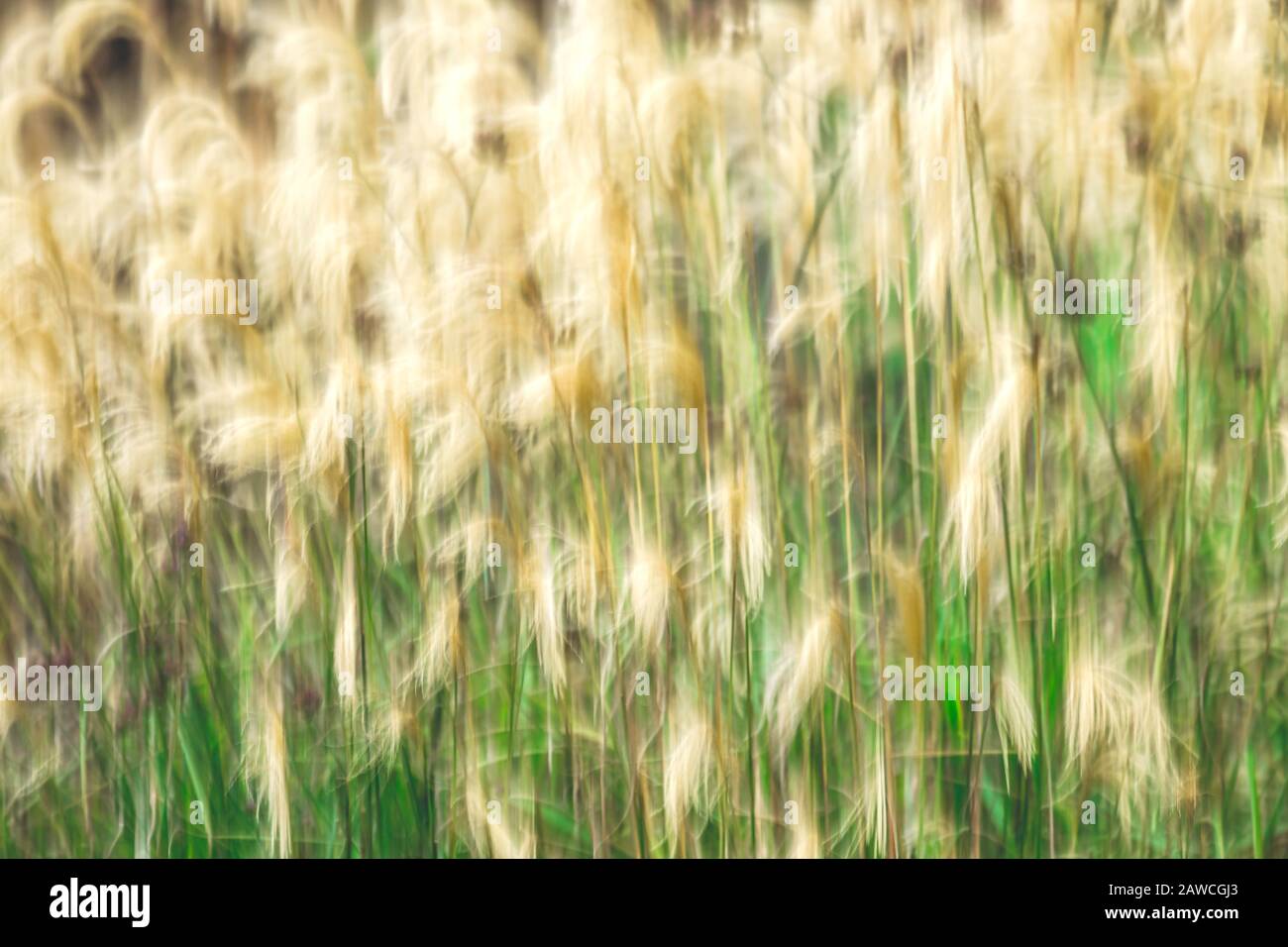 Reed brushes hi-res stock photography and images - Alamy
