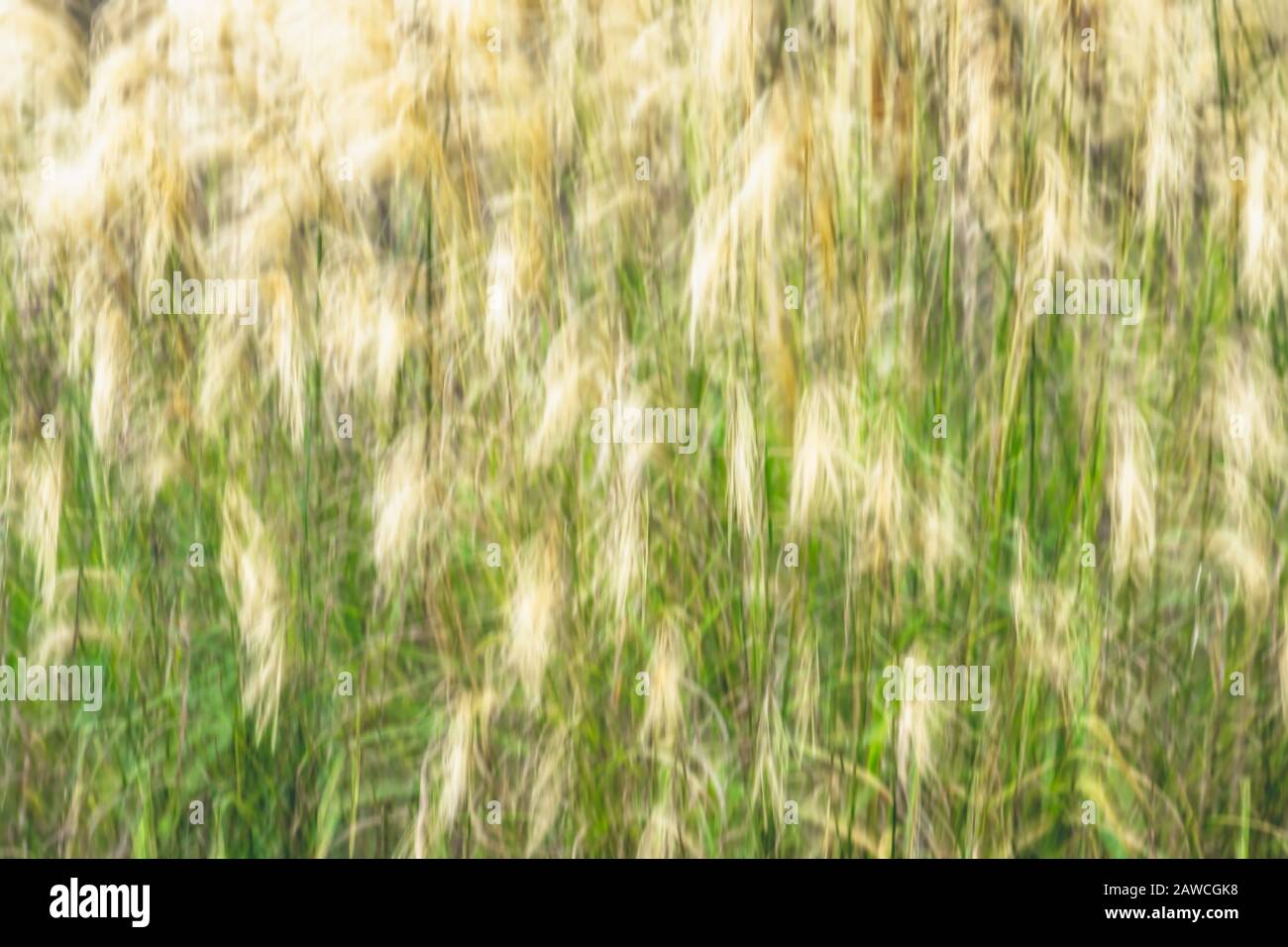 Abstract of reed plants Stock Photo - Alamy