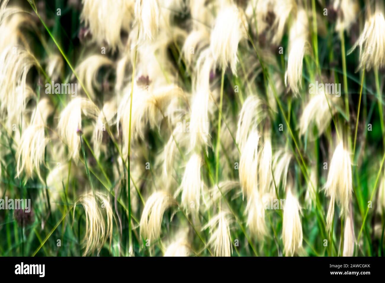 Reed brushes hi-res stock photography and images - Alamy