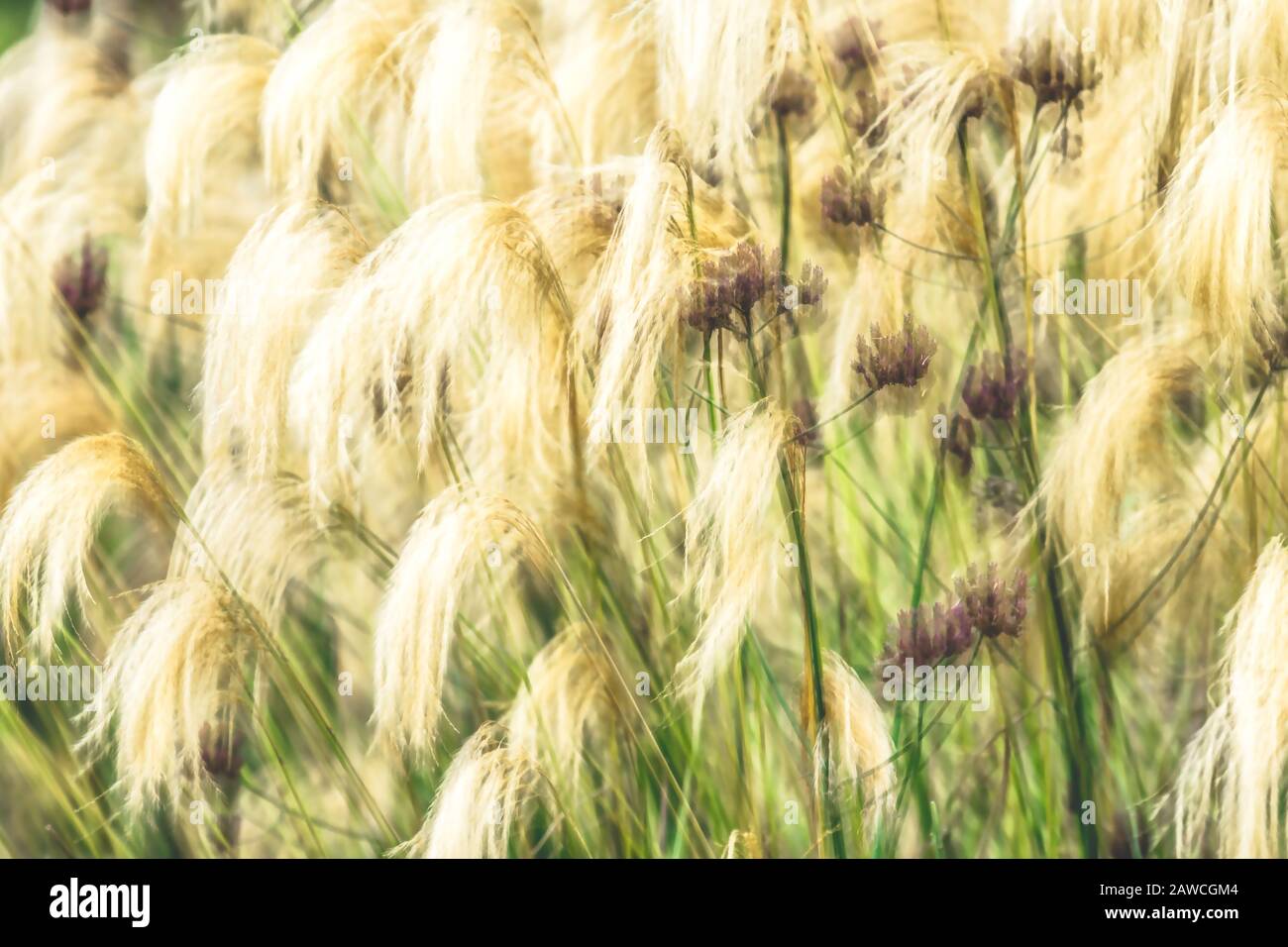 Abstract of reed plants Stock Photo - Alamy