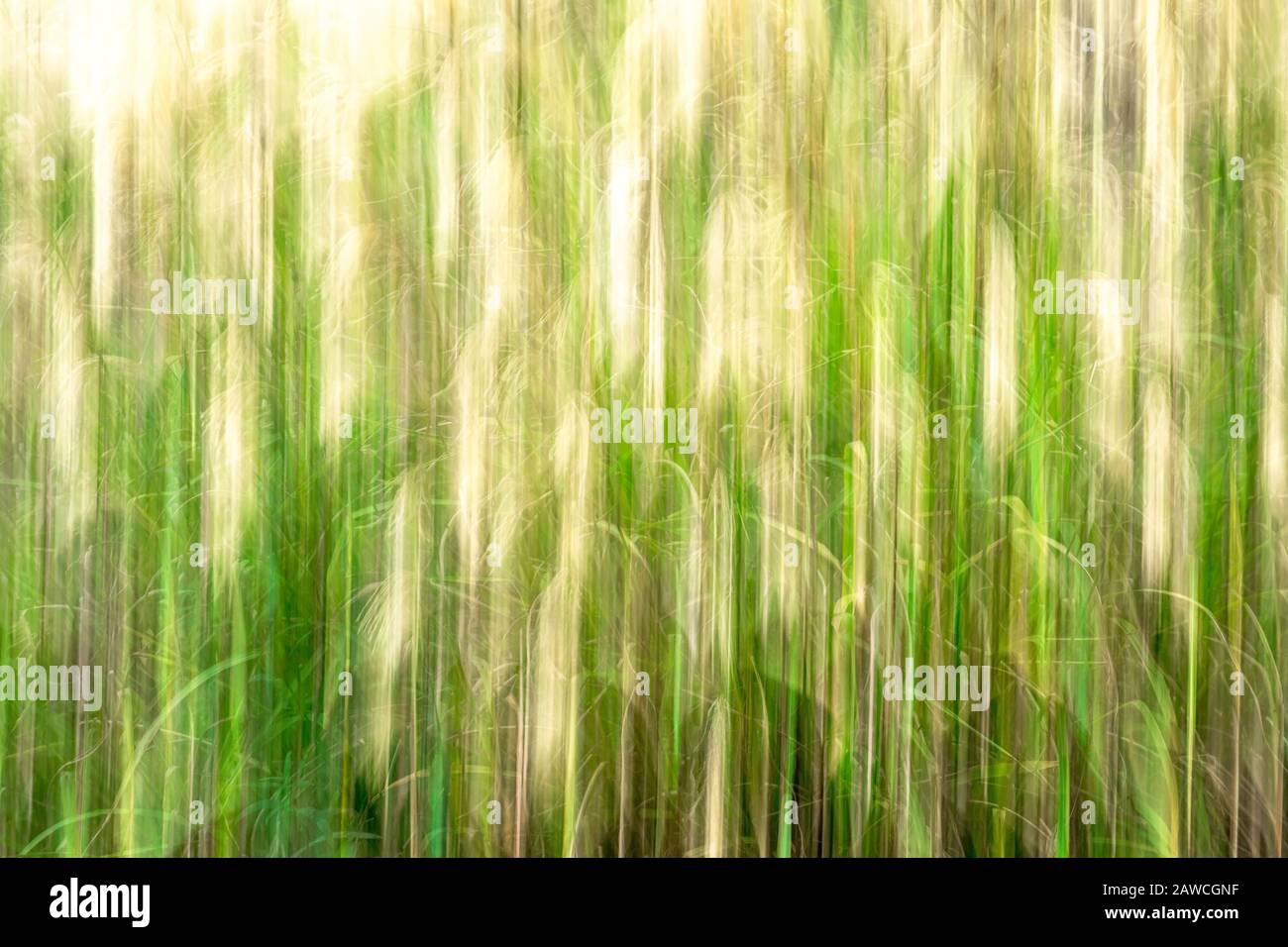 Grass Reed Brushes High Resolution Stock Photography and Images - Alamy