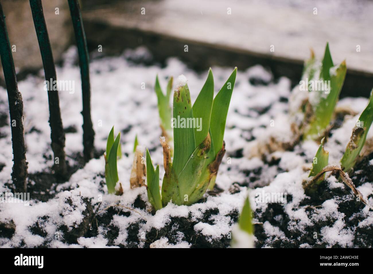 Sprouts of irises in early spring under the snow. Forks in the ground ...